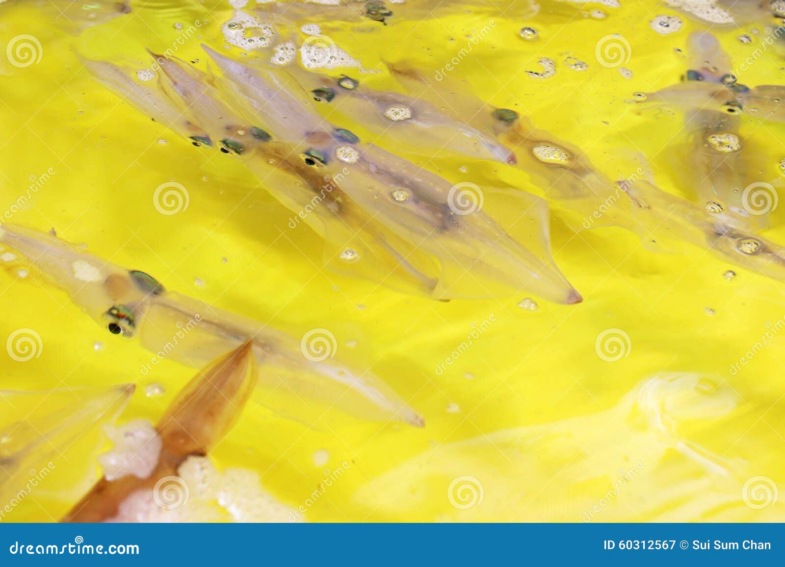 Squid stock image. Image of squid, funny, sushi, sashimi - 60312567