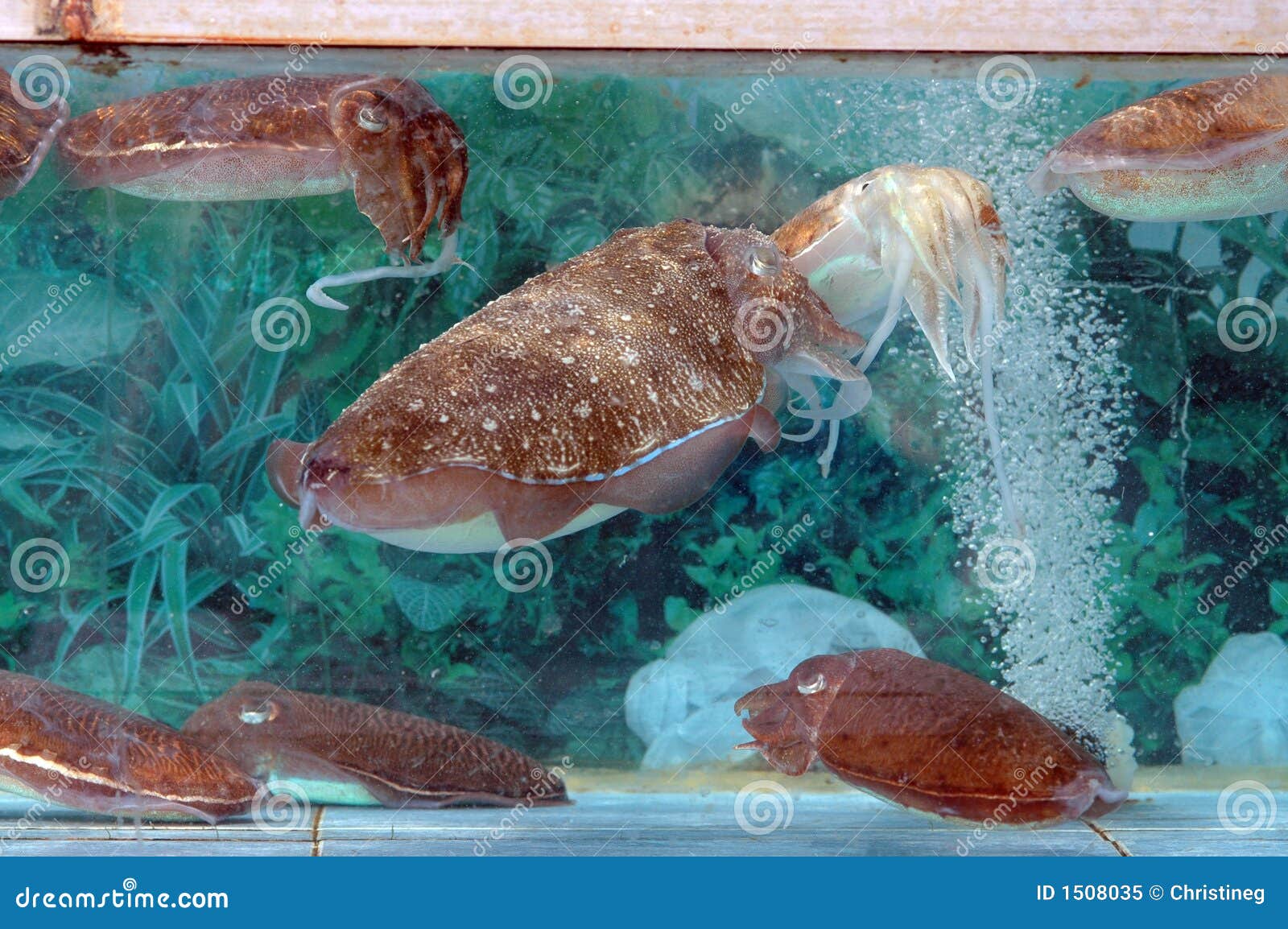 Squid in a tank stock image. Image of china, chinese, swim - 1508035