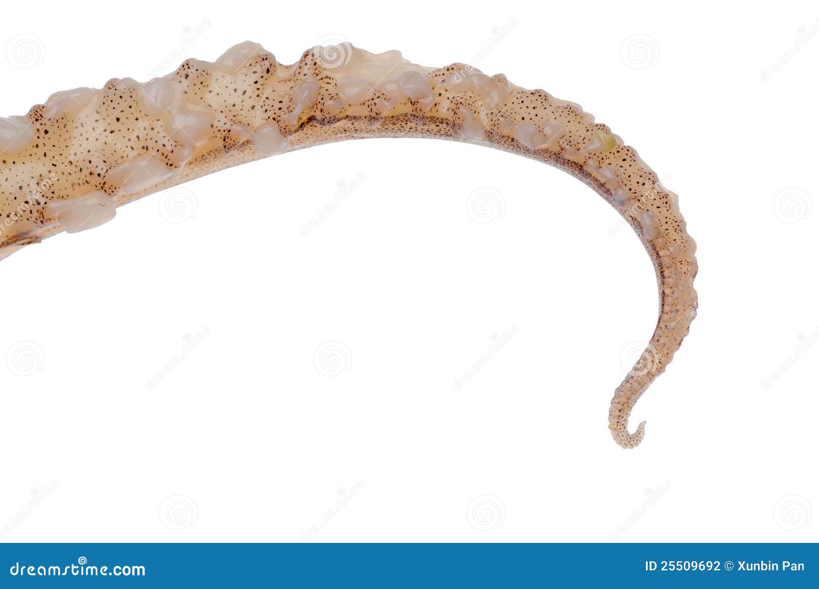 Tentacle Art Stock Photography | CartoonDealer.com #50109872