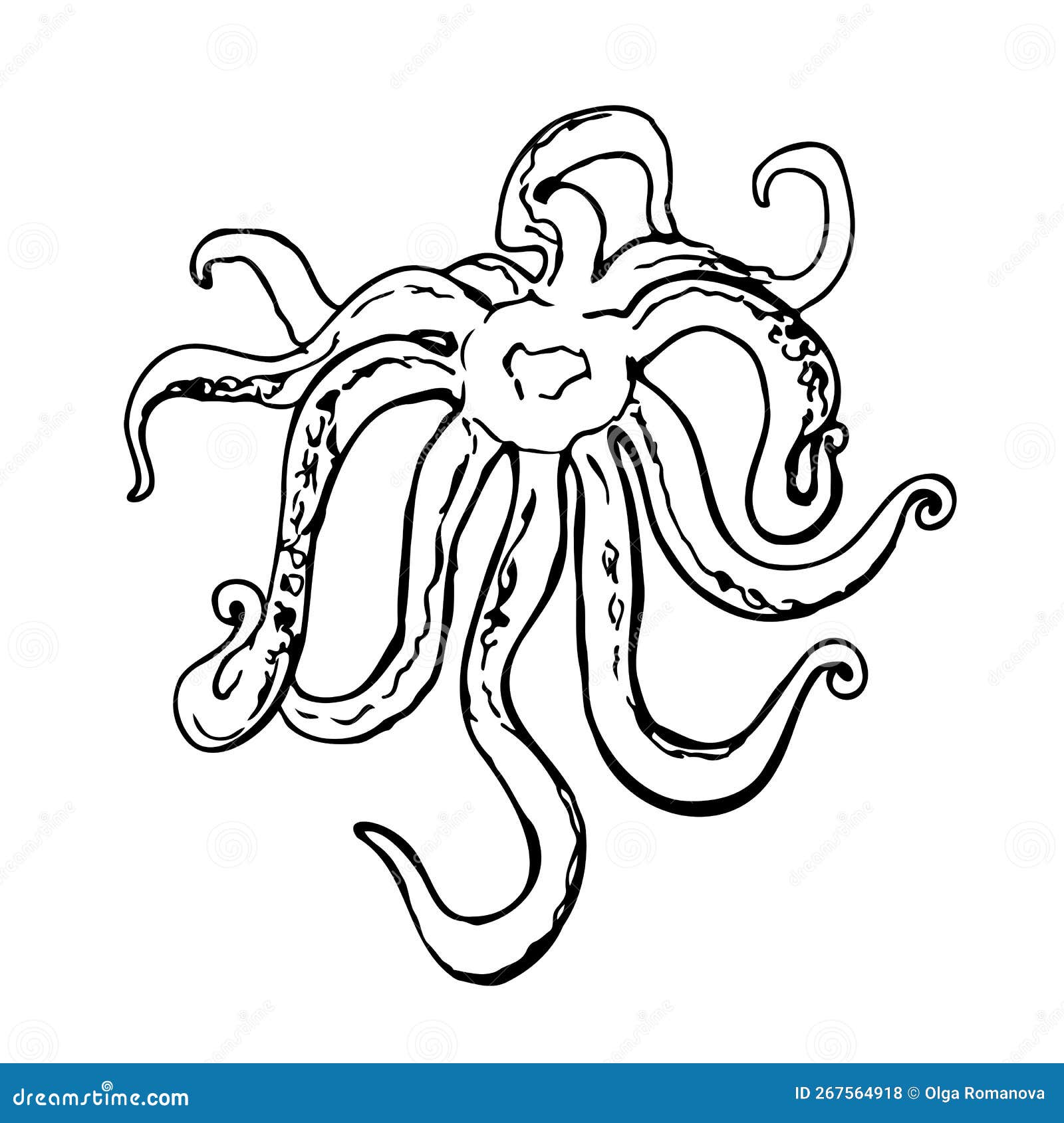Squid, Teuthida, Cephalopod Royalty-Free Stock Image | CartoonDealer ...