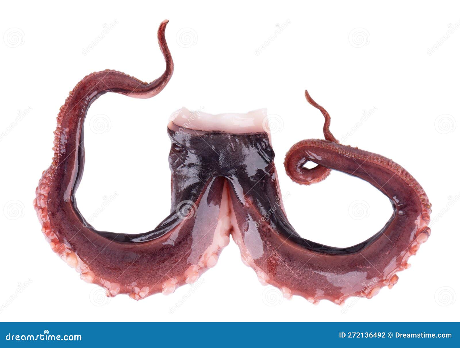 Squid Tentacles Isolated on White Background. Fresh Raw Gigant Squid ...