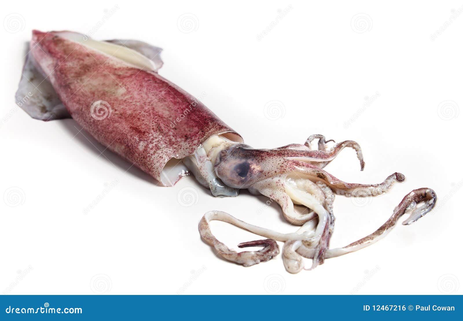 Squid three-quarters view stock photo. Image of mollusc - 12467216