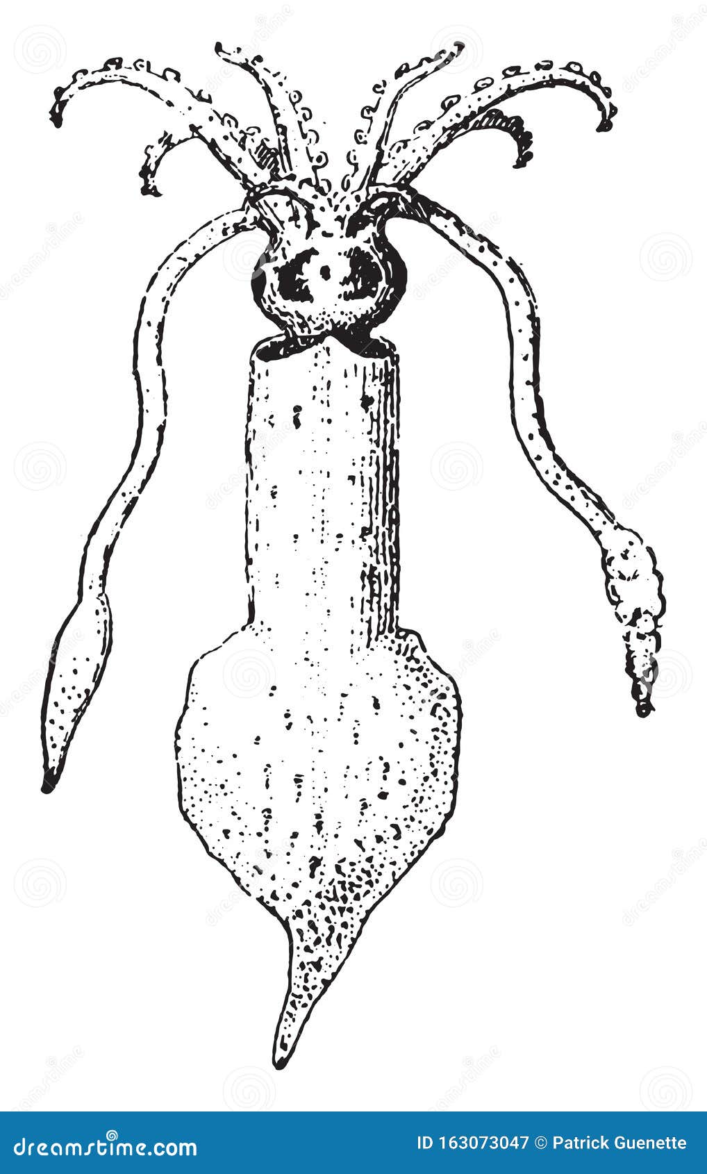 Squid, Teuthida, Cephalopod Royalty-Free Stock Image | CartoonDealer ...