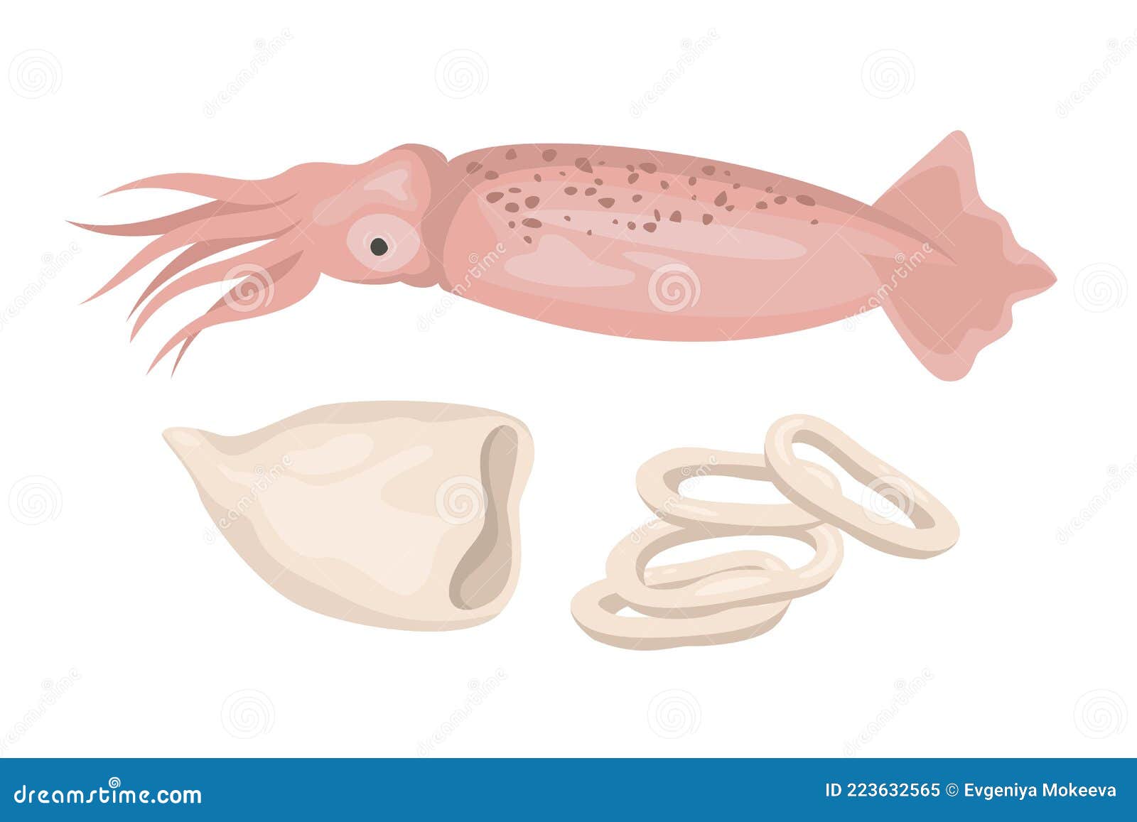 Squid On White Background, Seafood Cartoon Vector | CartoonDealer.com ...