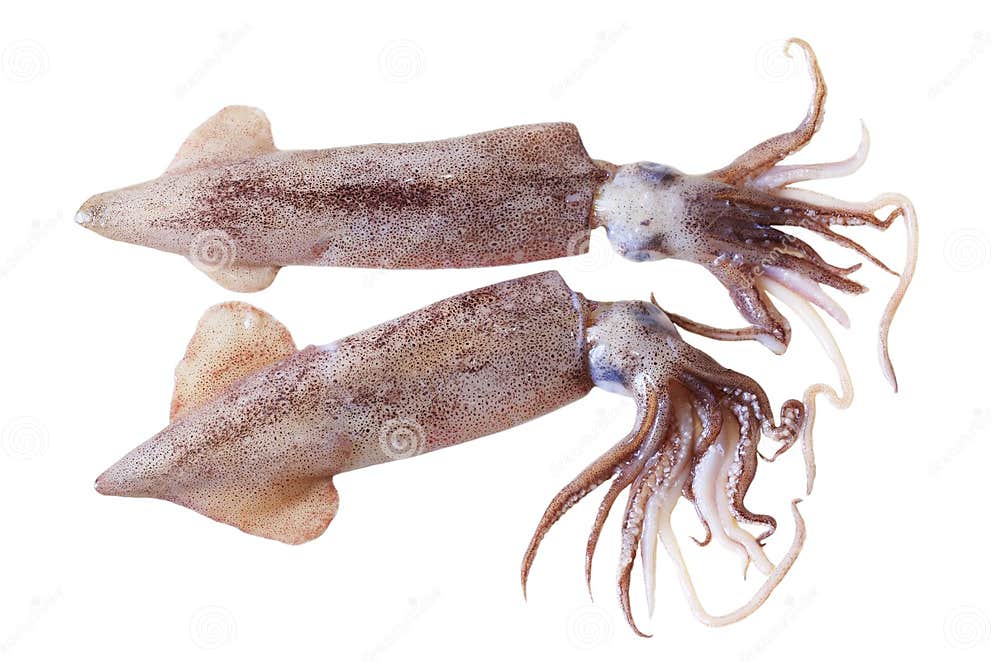 Squids stock image. Image of life, background, invertebrate - 14049073