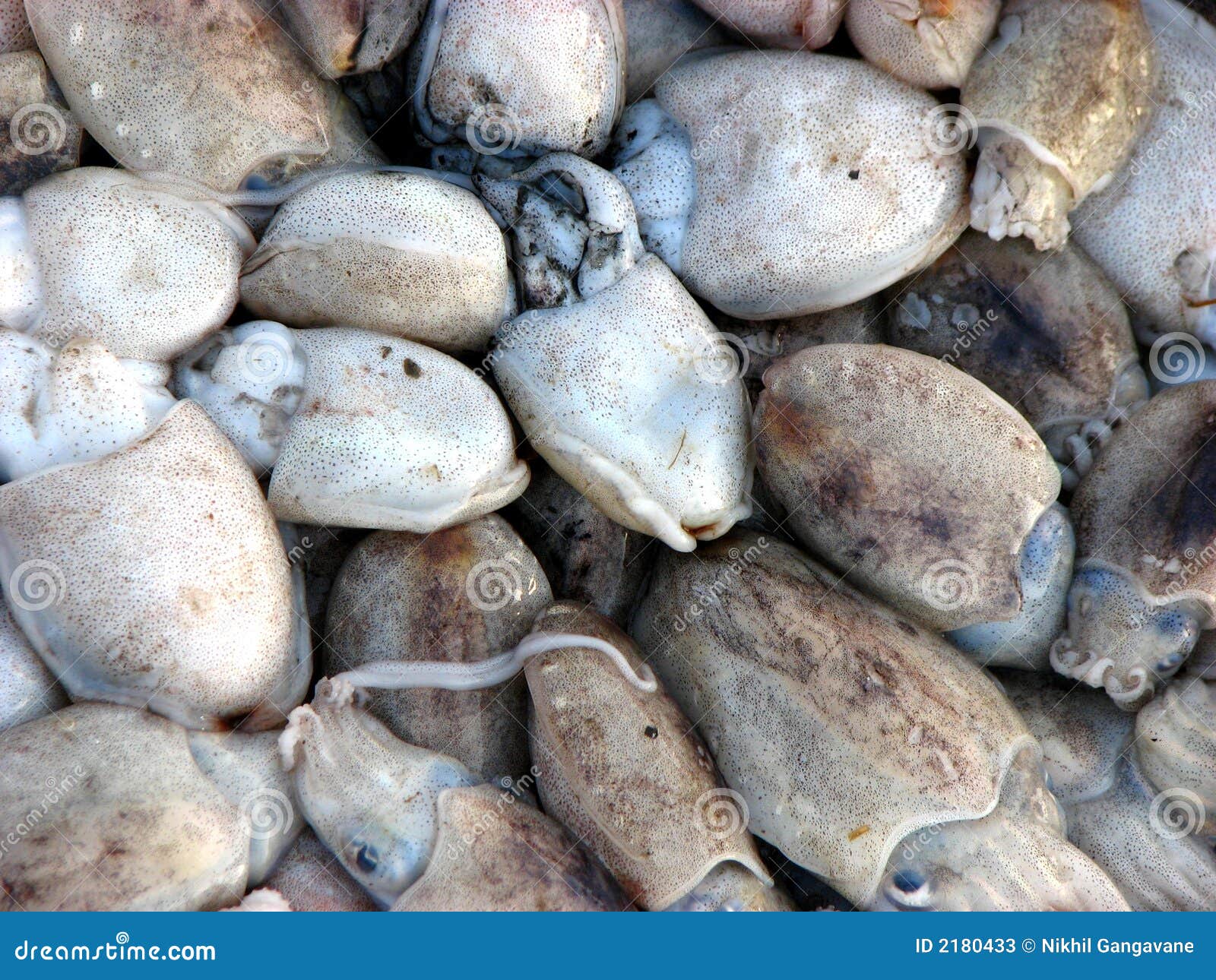Squids stock image. Image of dead, death, business, fish - 2180433