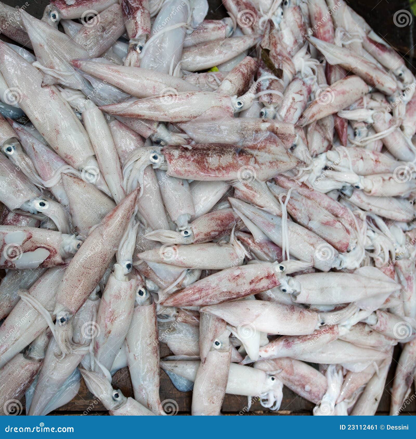 Squids stock image. Image of squids, tentacles, market - 23112461