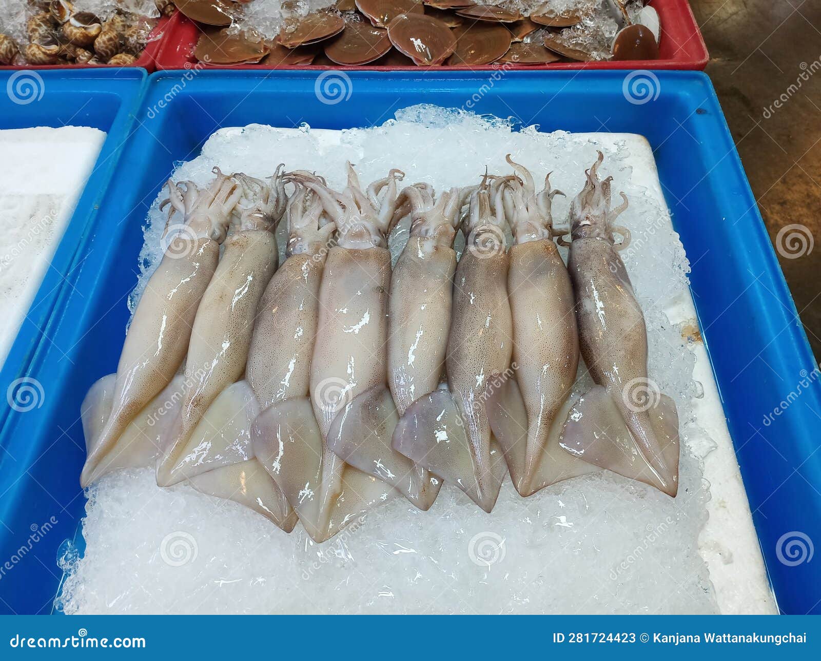 Squids on ice in box. stock image. Image of home, fisherman - 281724423