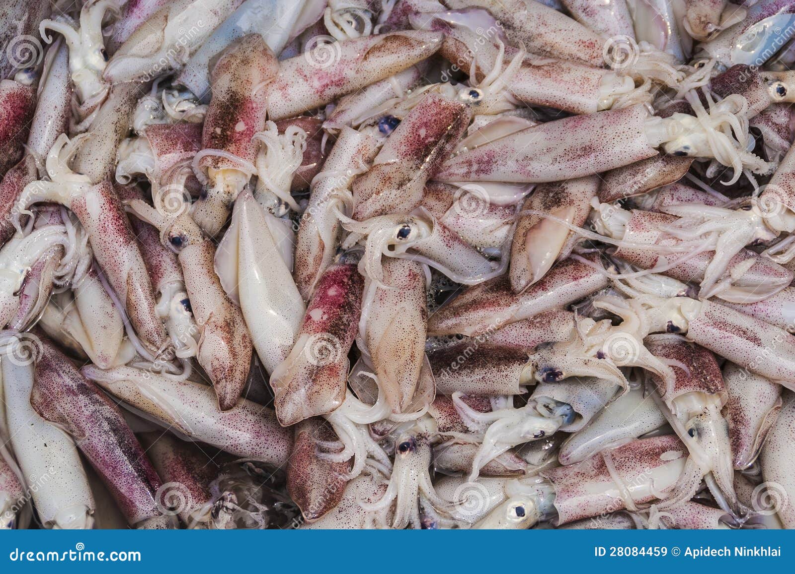 Squids in market stock image. Image of animal, nature - 28084459