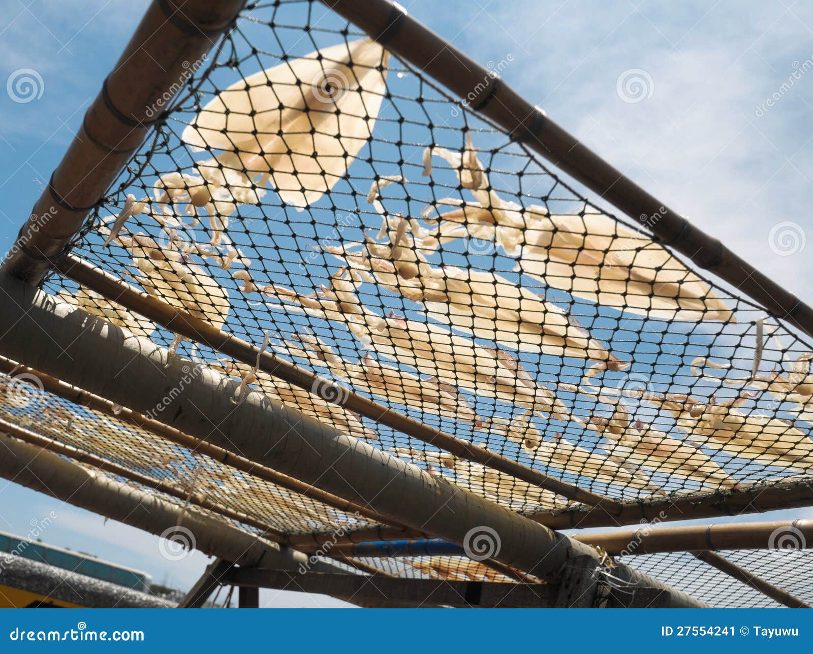 Squids on the net stock image. Image of burn, food, cuttlefish - 27554241