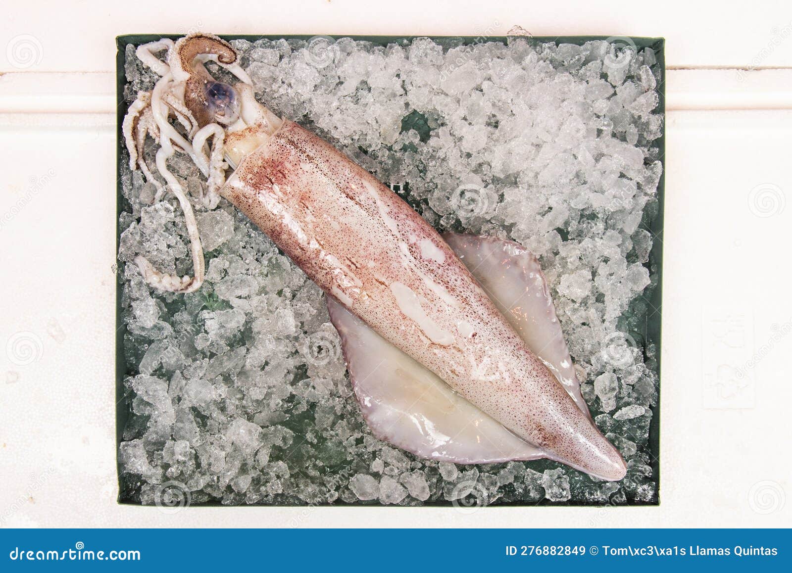 Squids are Soft-bodied Mollusks Whose Forms Stock Image - Image of ...