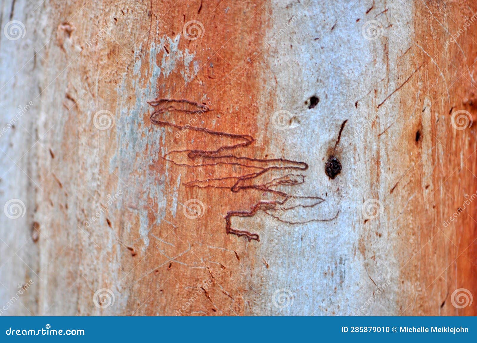 Squiggly Moth Larvae stock photo. Image of wood, carving - 285879010