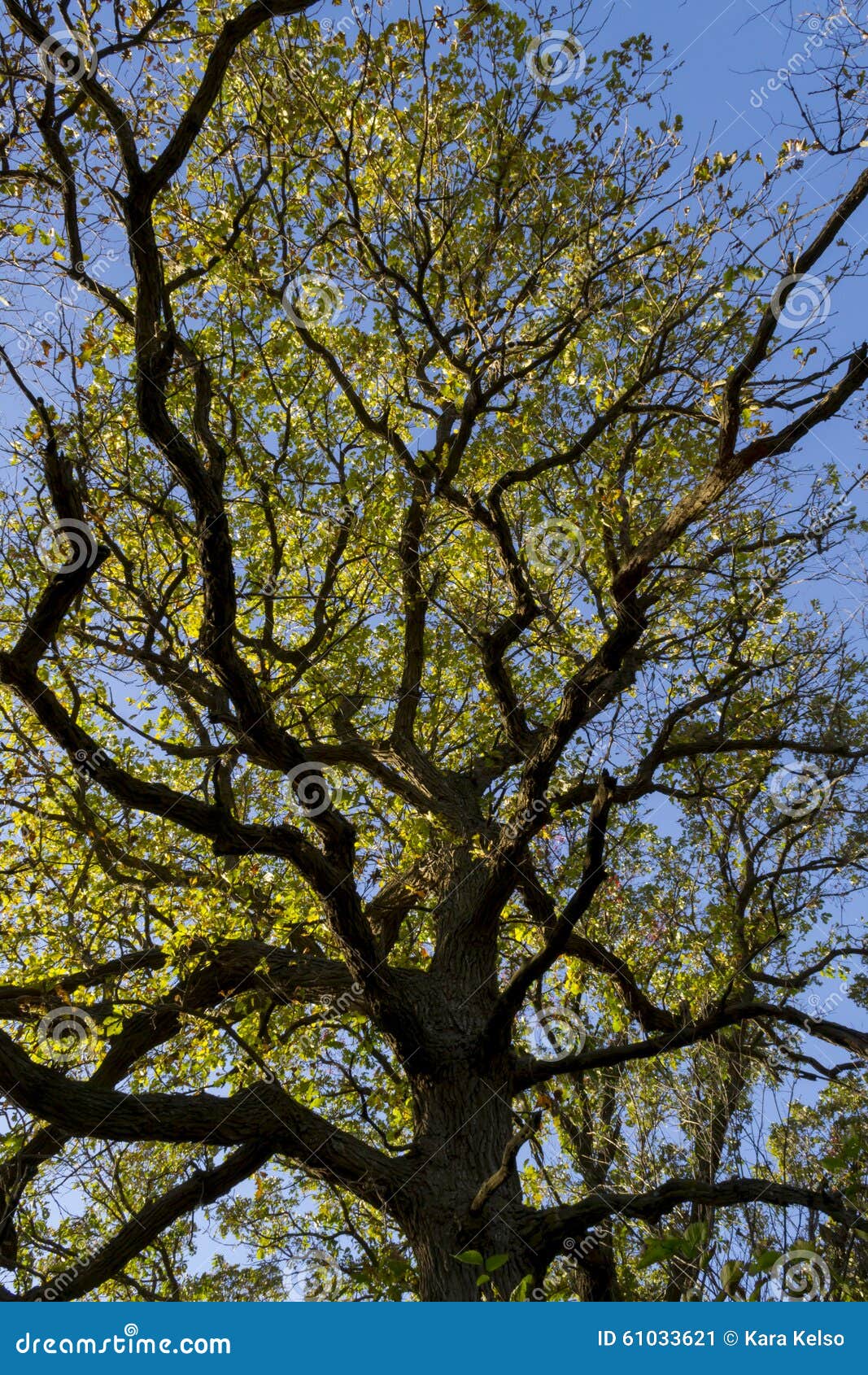 Squiggly Old Tree stock image. Image of orange, forest - 61033621