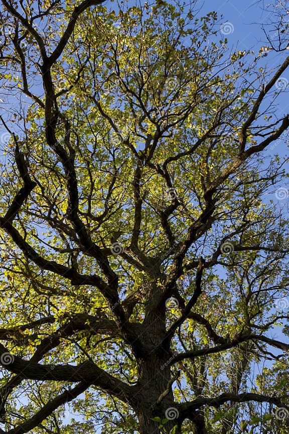 Squiggly Old Tree stock image. Image of orange, forest - 61033621