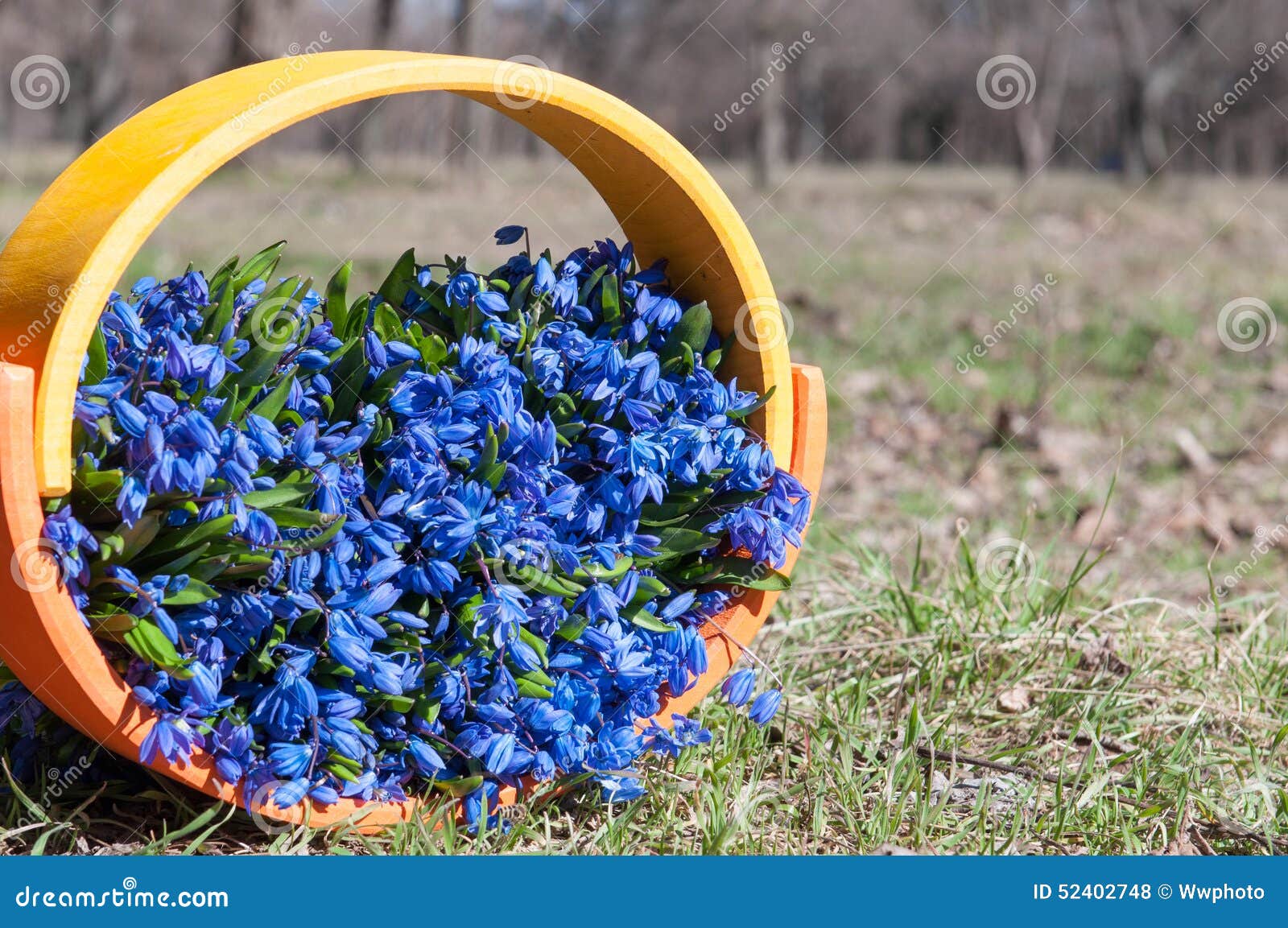 Squill flowers stock photo. Image of gardening, backgrounds - 52402748