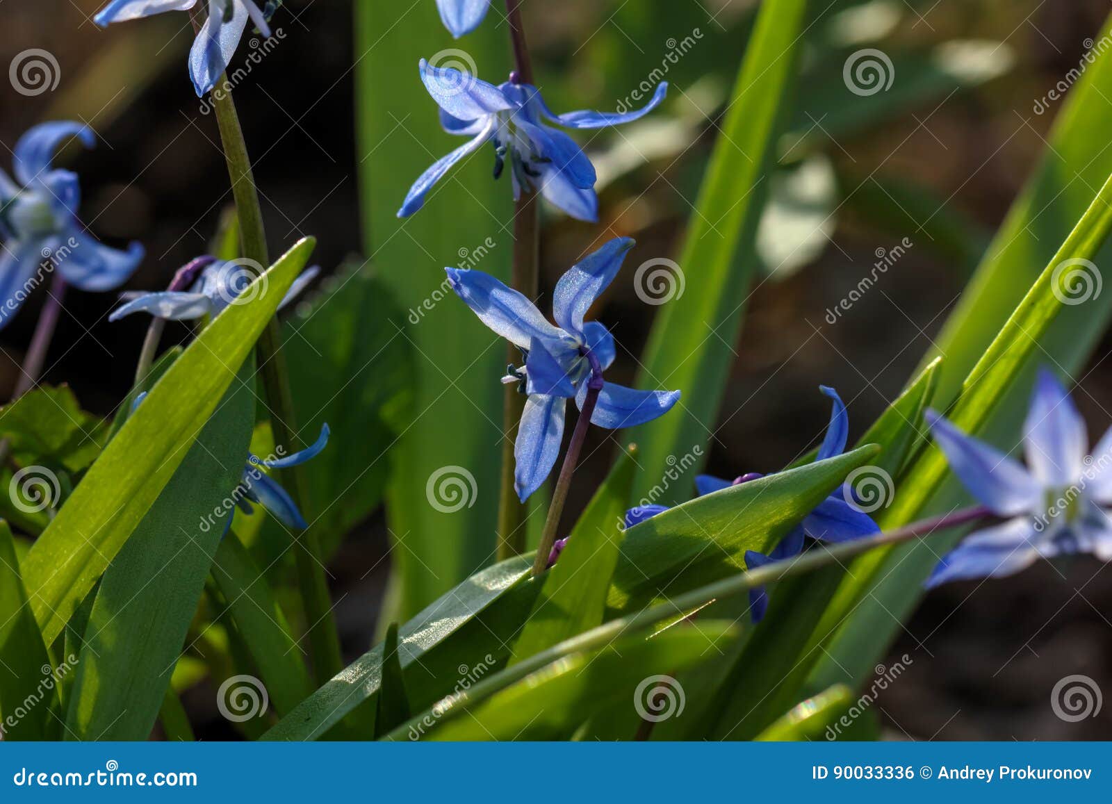 Squill. Spring flower. stock photo. Image of formal, botany - 90033336