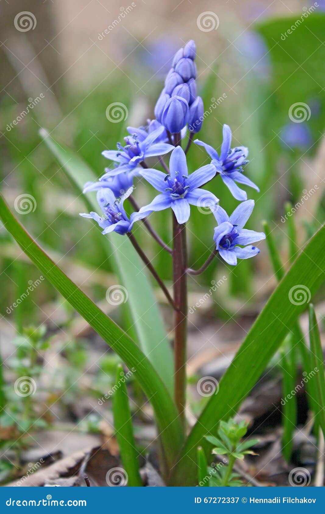 Squill stock image. Image of leaf, season, closeup, spring - 67272337