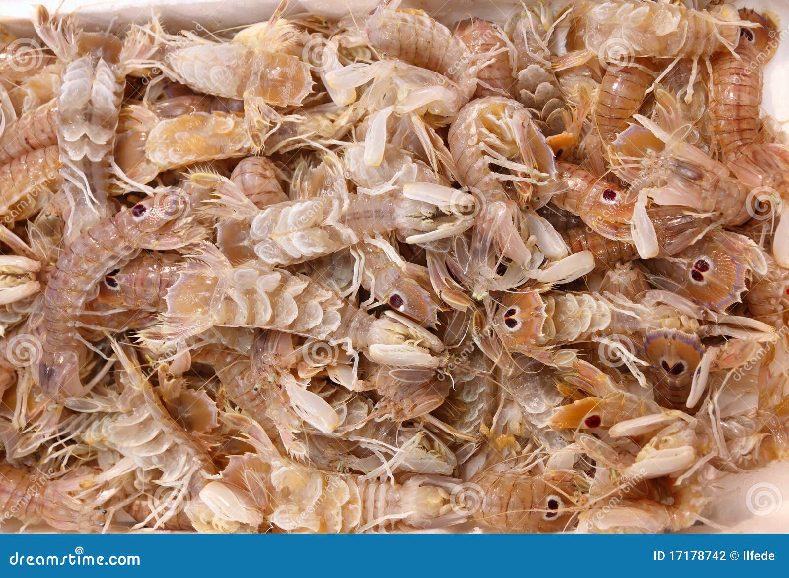 Squilla mantis shrimp stock photo. Image of crustacean - 17178742