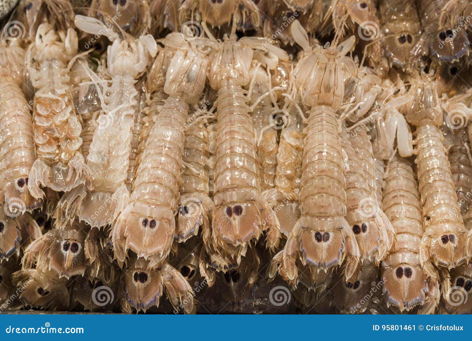 Squilla Mantis shrimp stock image. Image of tail, marine - 95801461