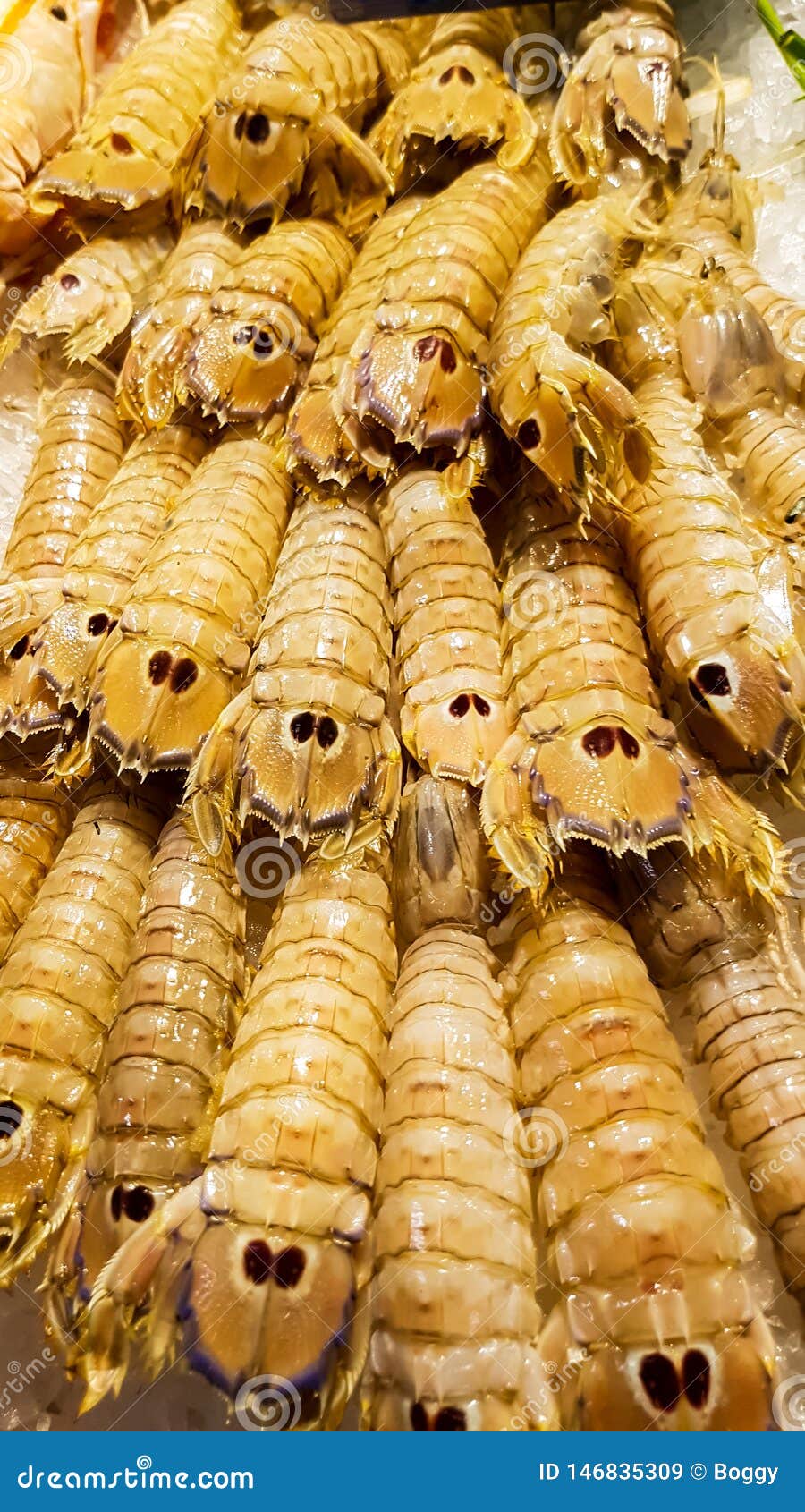 Squilla Mantis Mantis Shrimp on the Fish Market Stock Image - Image of ...