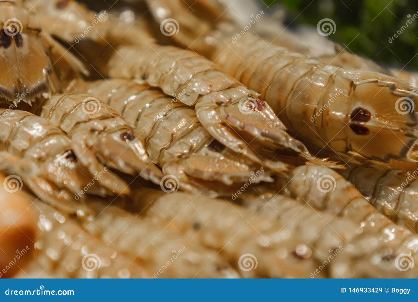 Squilla Mantis Mantis Shrimp on the Fish Market Stock Image - Image of ...