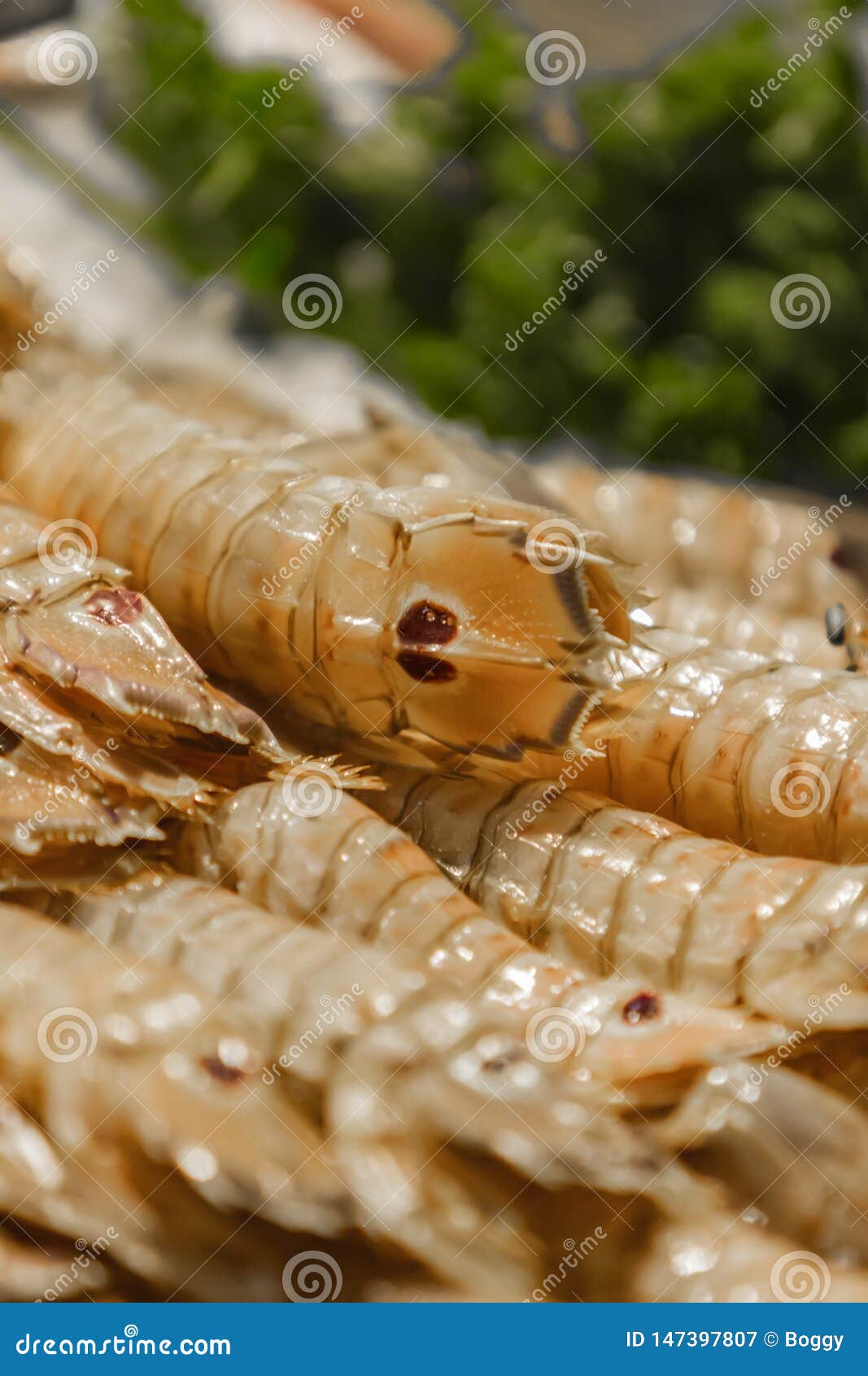 Squilla Mantis Mantis Shrimp on the Fish Market Stock Image - Image of ...