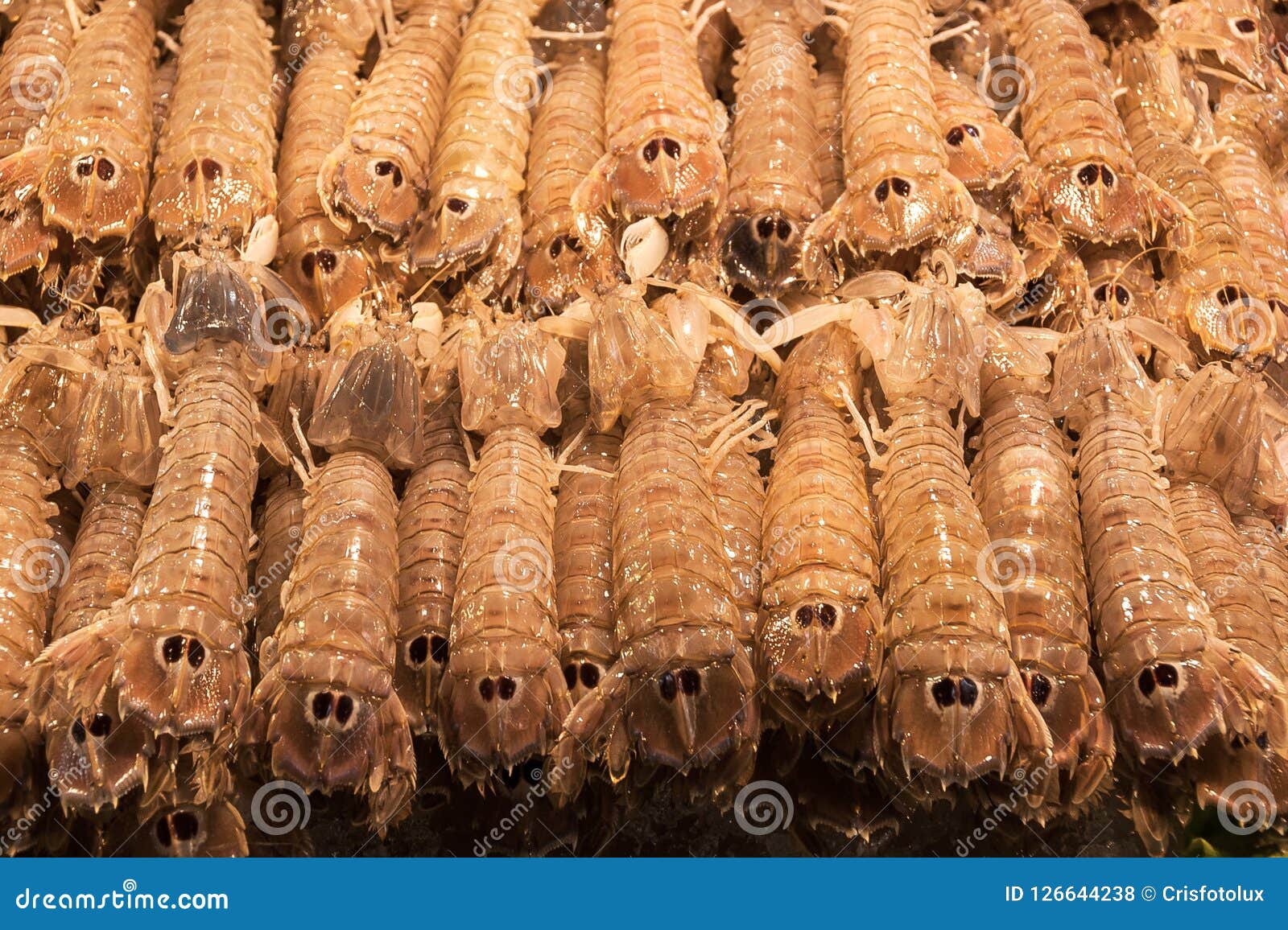 Squilla Mantis shrimp stock photo. Image of culinary - 126644238
