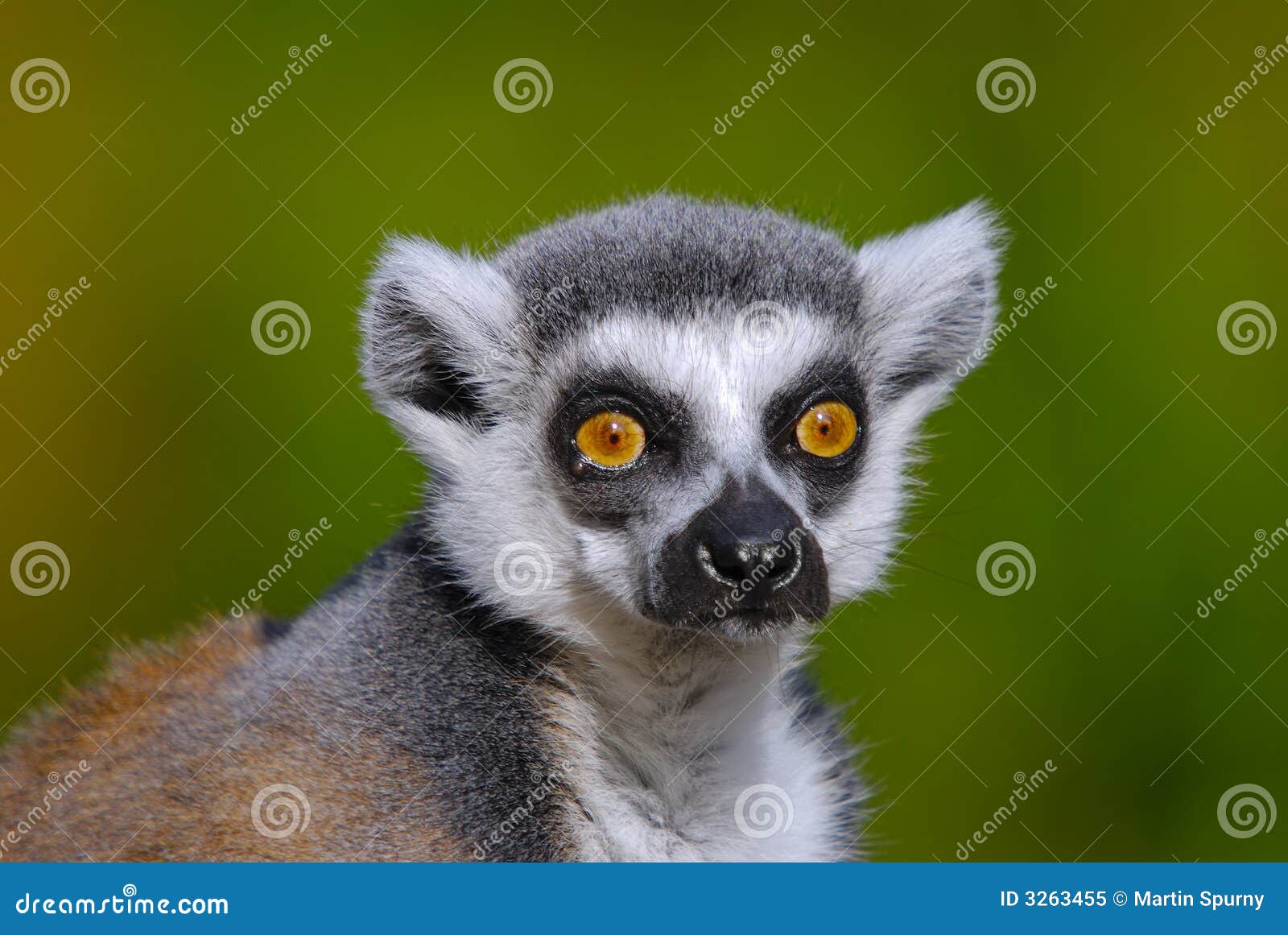 Squilli Il Catta Munito Del Lemur Immagine Stock - Immagine di bianco ...