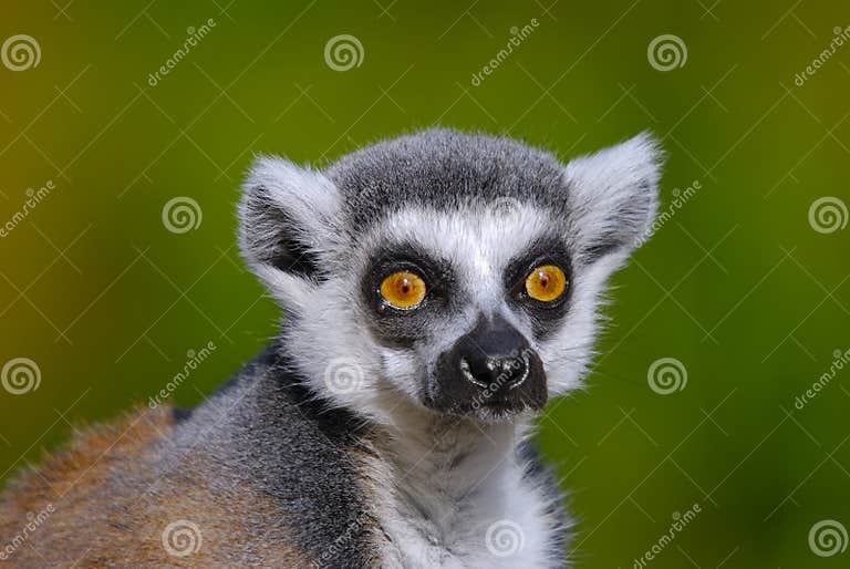 Squilli Il Catta Munito Del Lemur Immagine Stock - Immagine di bianco ...
