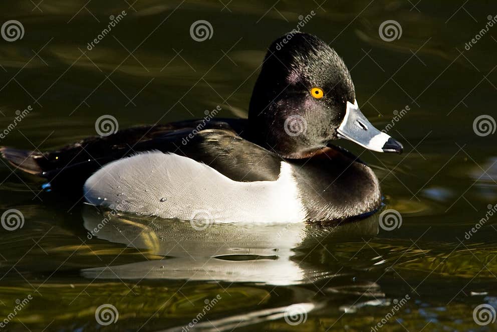 Squilli L'anatra Con Il Collo Fotografia Stock - Immagine di maschio ...