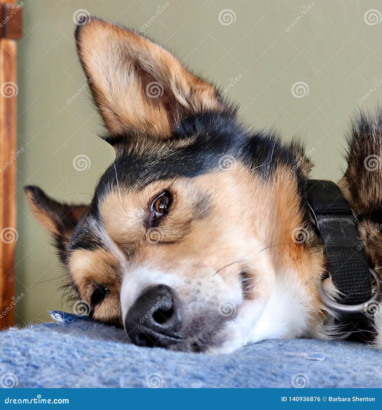 Squinny Laying on the Couch Stock Photo - Image of open, eyes: 140936876