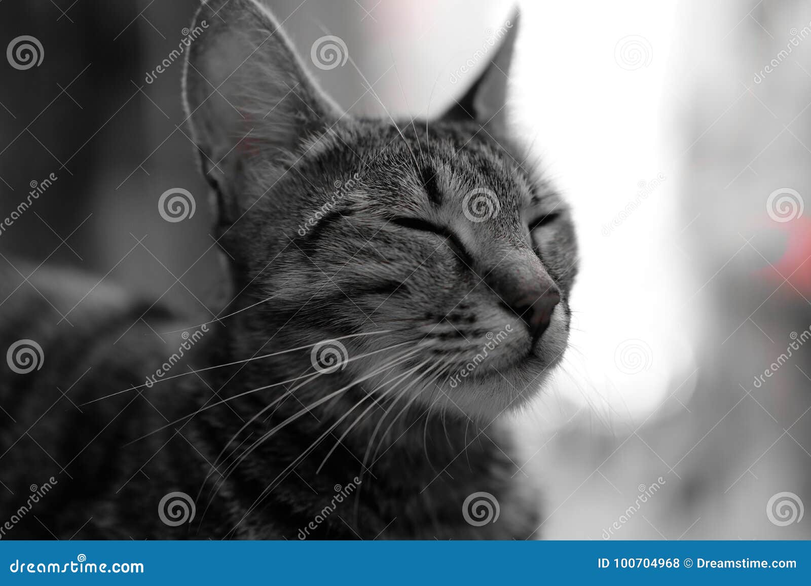 Squint Cat stock photo. Image of peace, olta, squinting - 100704968