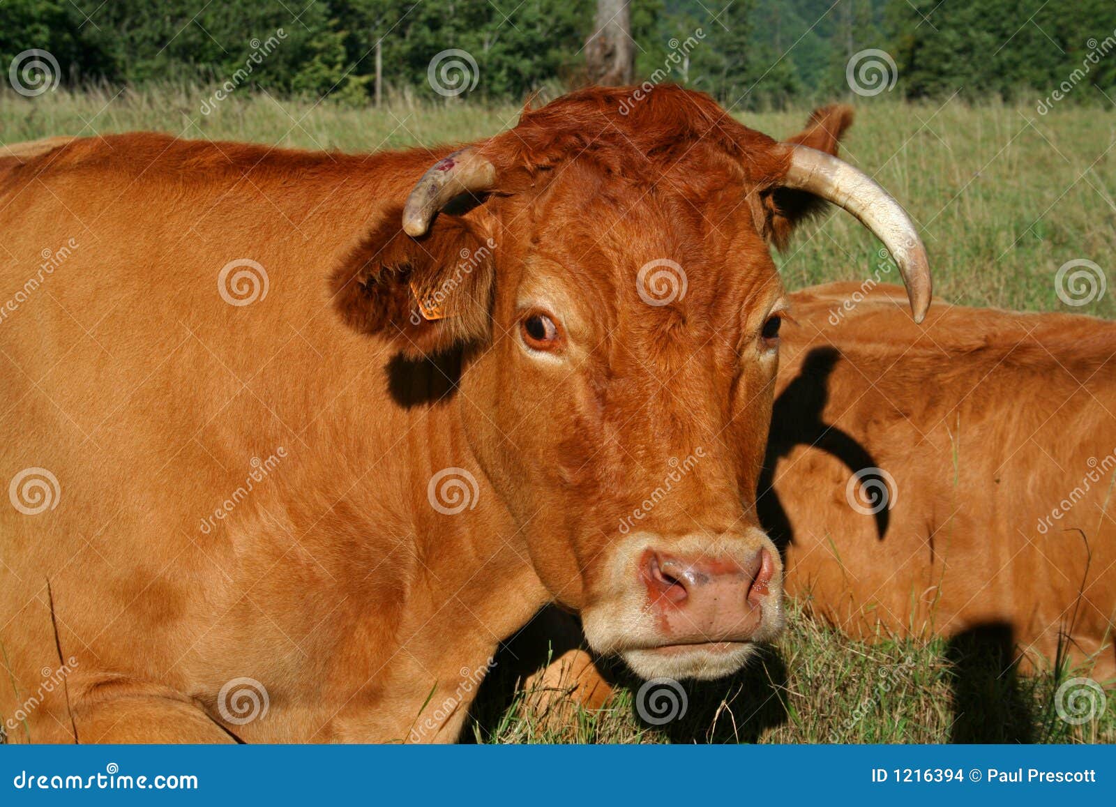 Squint cow stock photo. Image of animal, curious, countryside - 1216394