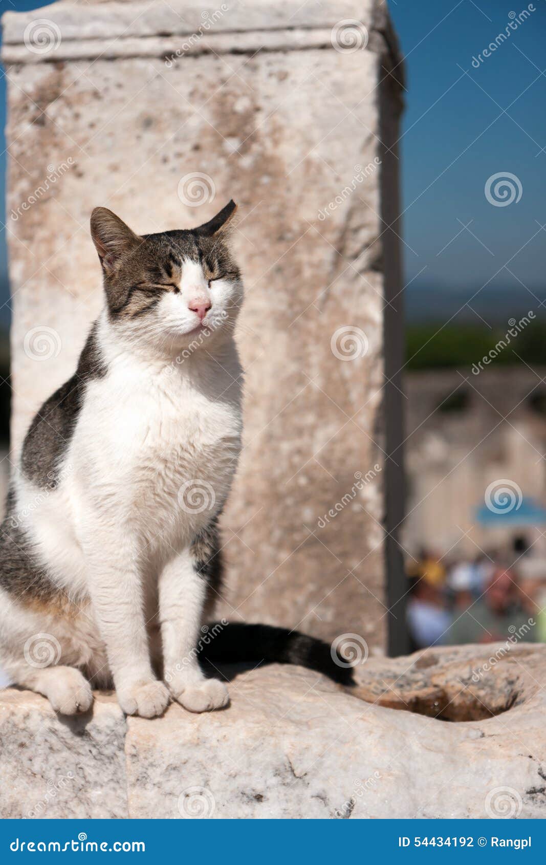 Squinting cat stock photo. Image of grey, ruins, closed - 54434192