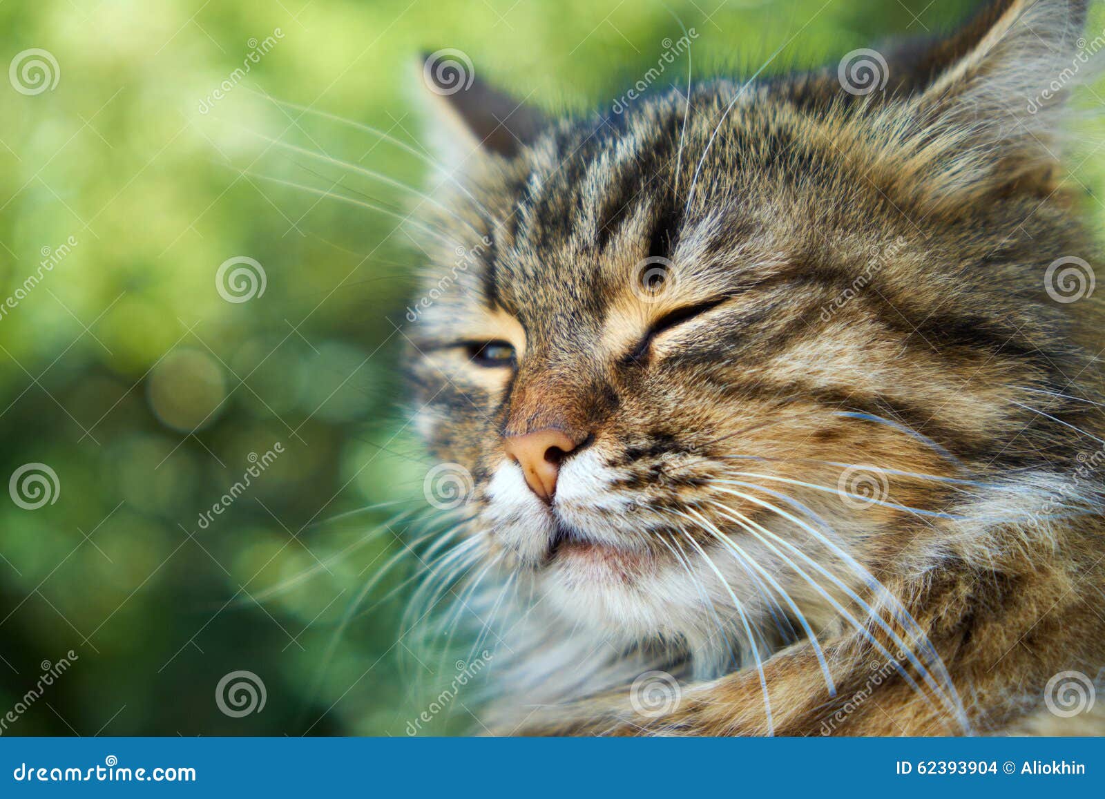 Squinting cat stock photo. Image of squinting, face, animal - 62393904