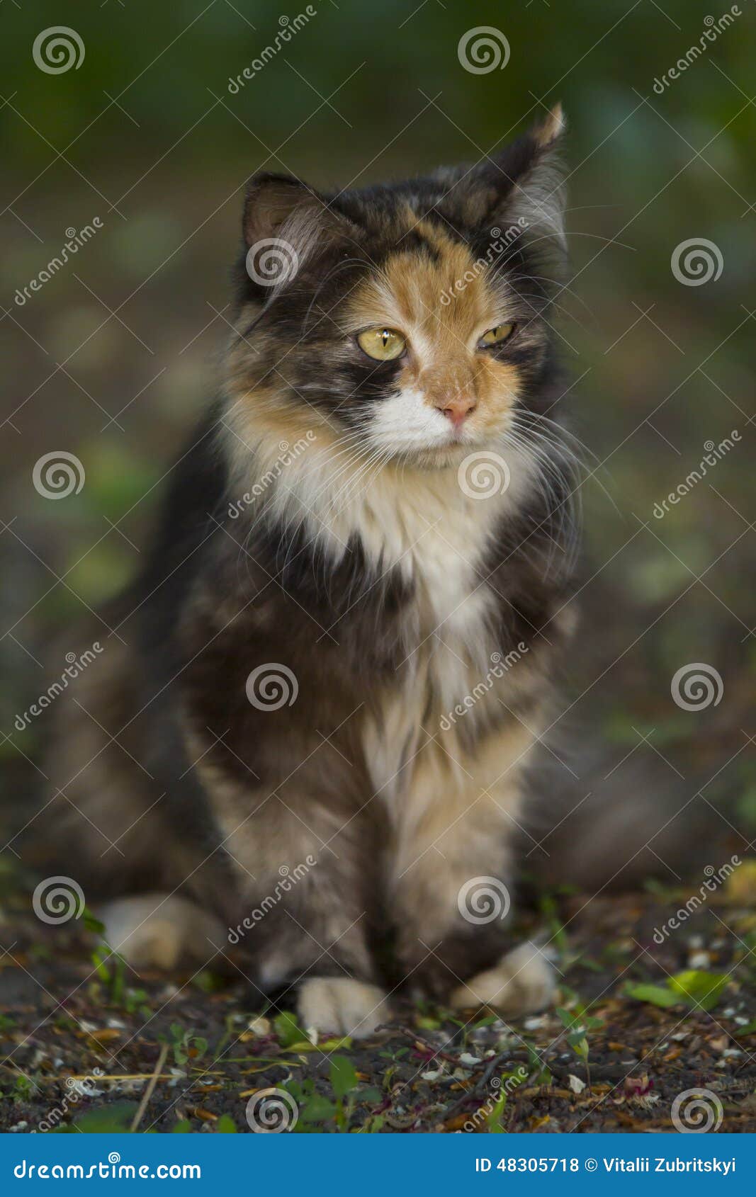 Squinting Cat stock photo. Image of spots, spotted, watch - 48305718