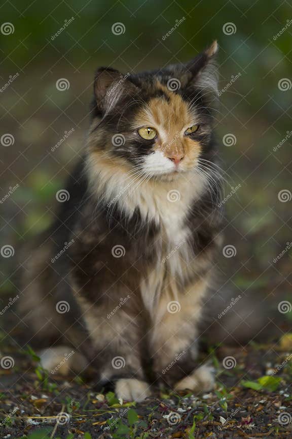 Squinting Cat stock photo. Image of spots, spotted, watch - 48305718