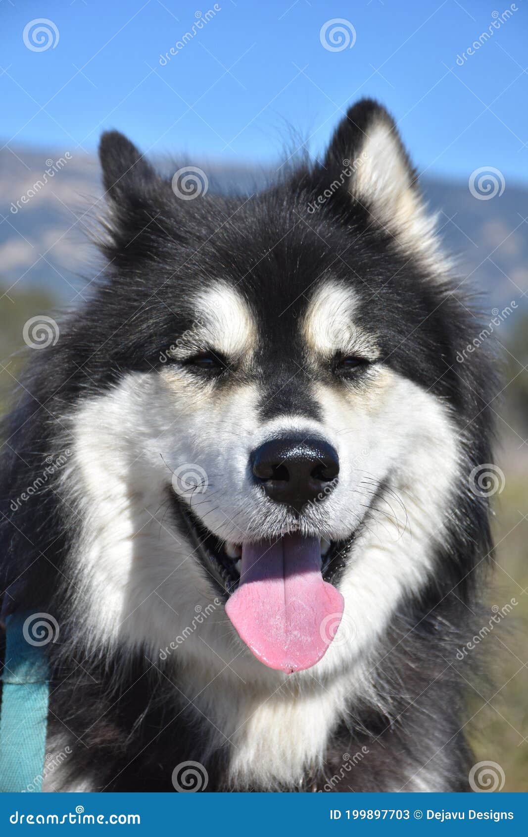 Squinting Eyes on the Face of an Alusky Dog Stock Image - Image of ...