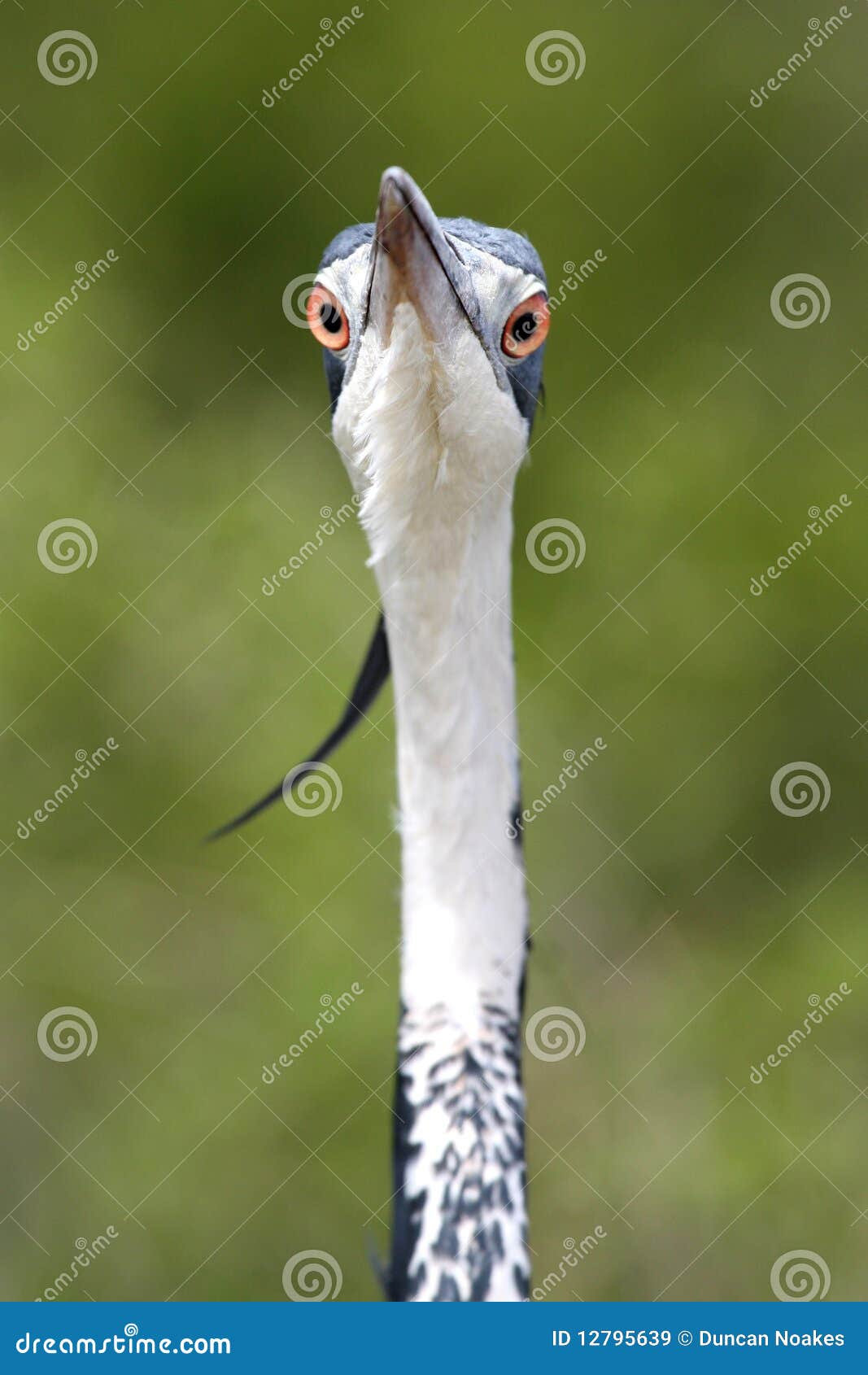 Squinting Heron Bird stock image. Image of ecology, grassland - 12795639