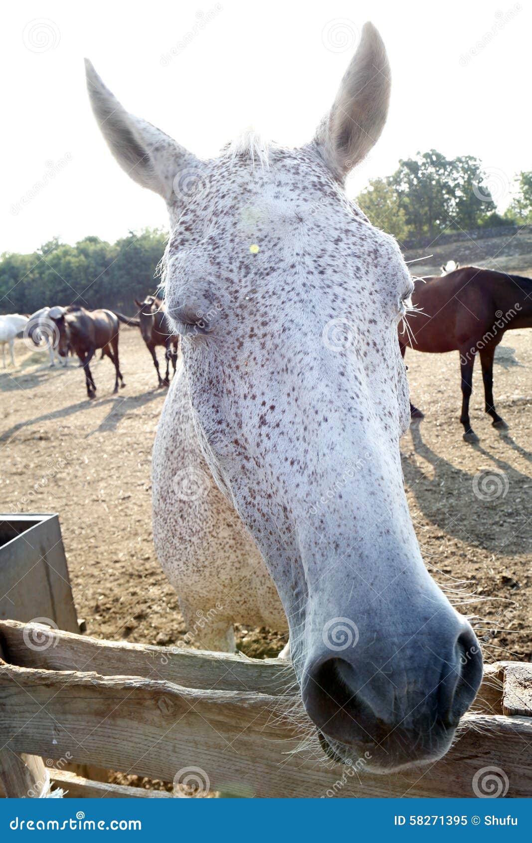 Squinting Horse stock image. Image of field, animal, nature - 58271395