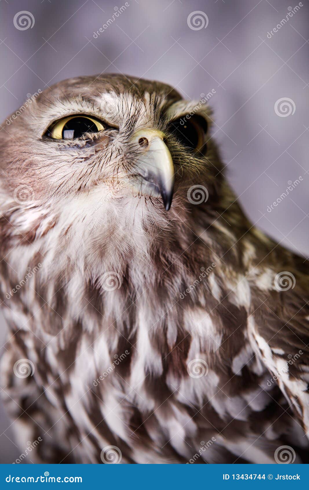 Squinting Owl stock photo. Image of sight, staring, falconry - 13434744