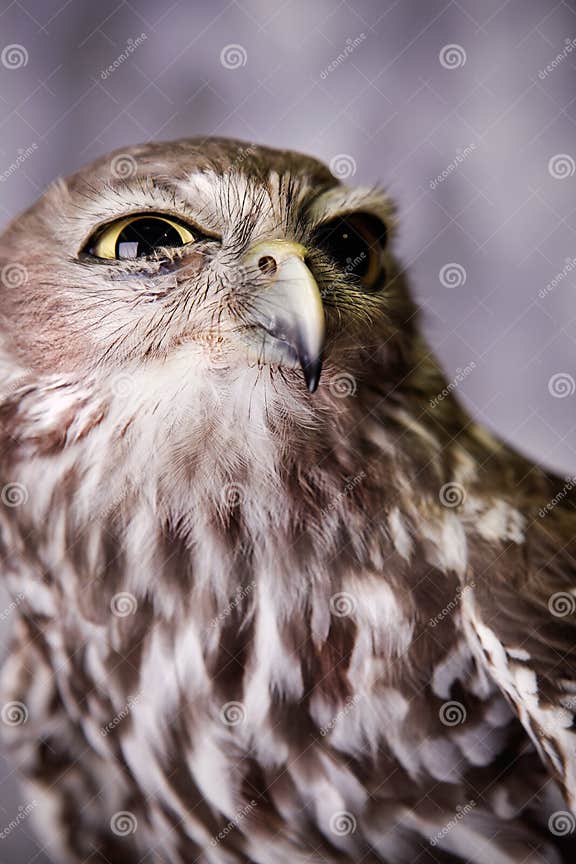 Squinting Owl stock photo. Image of sight, staring, falconry - 13434744