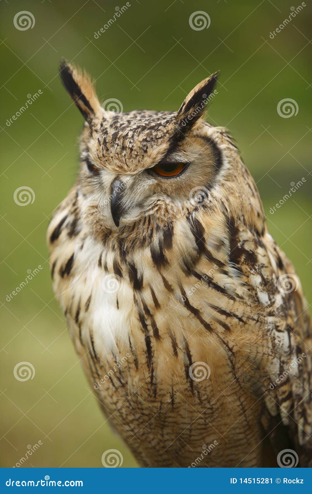 Squinting Owl stock image. Image of nature, portrait - 14515281