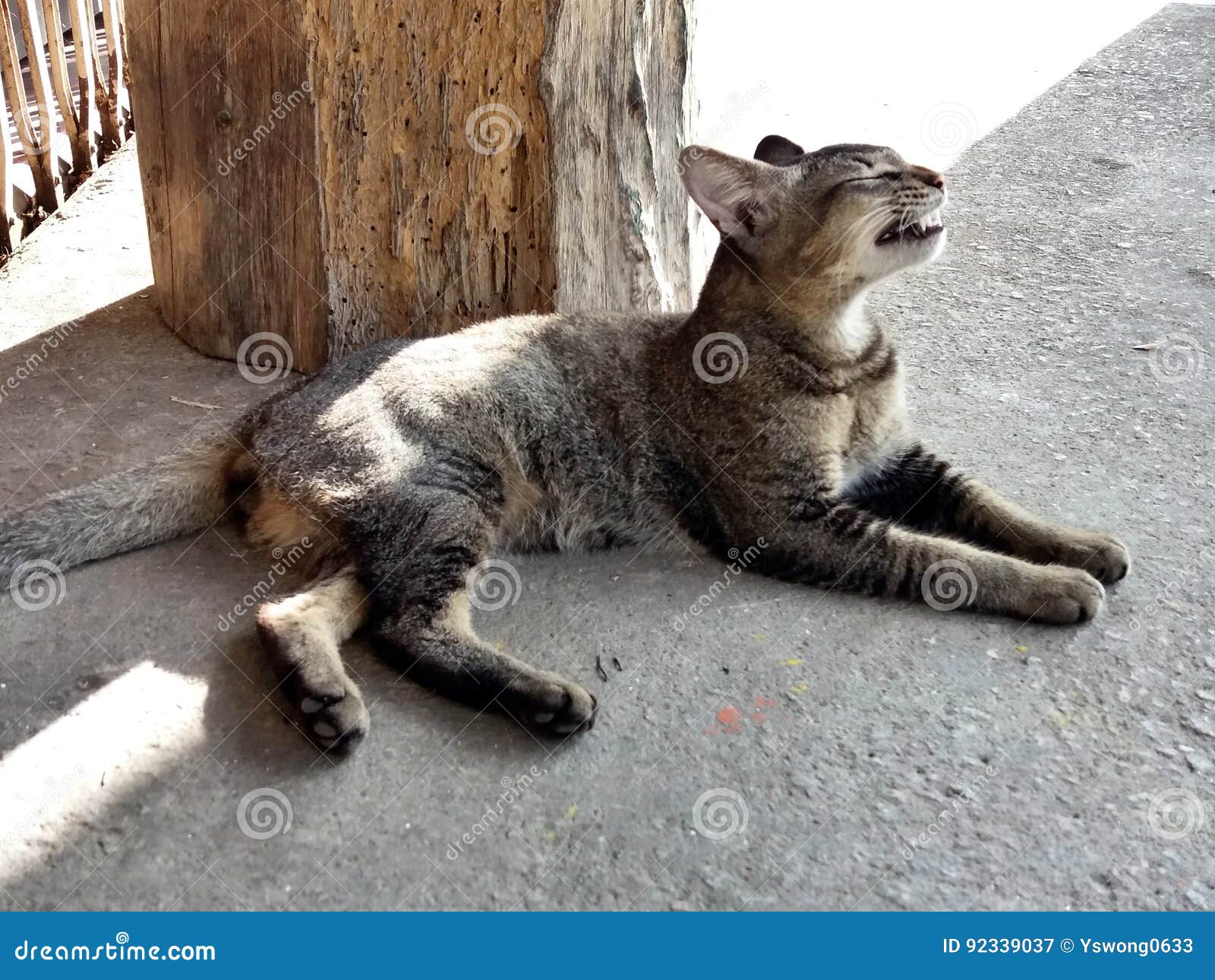 Squinting Tabby cat stock image. Image of squinting, animal - 92339037