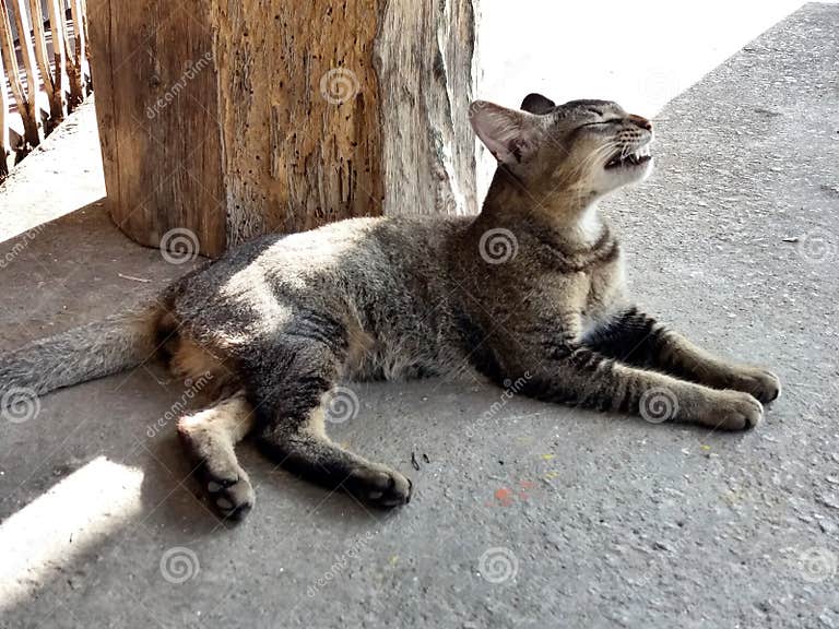 Squinting Tabby cat stock image. Image of squinting, animal - 92339037