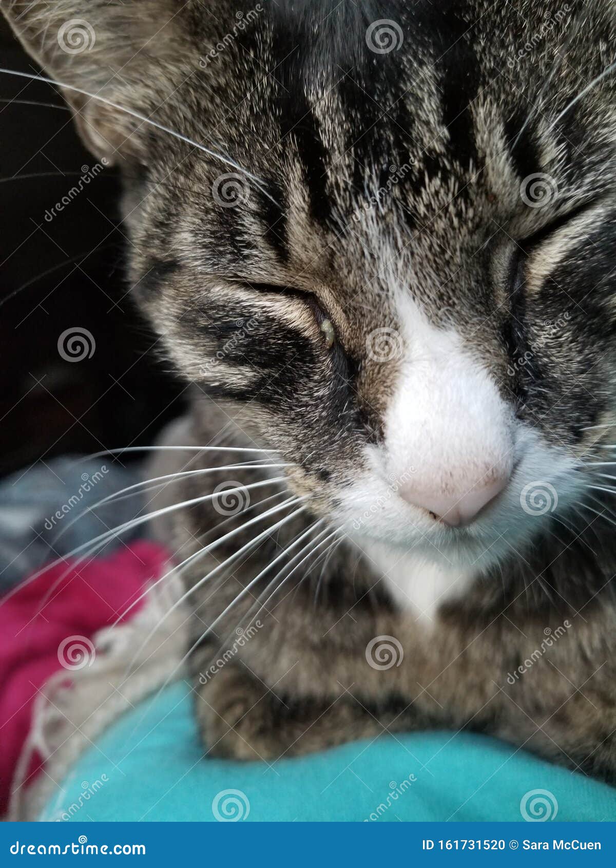 Squinty cat stock photo. Image of happy, cute, sleep - 161731520