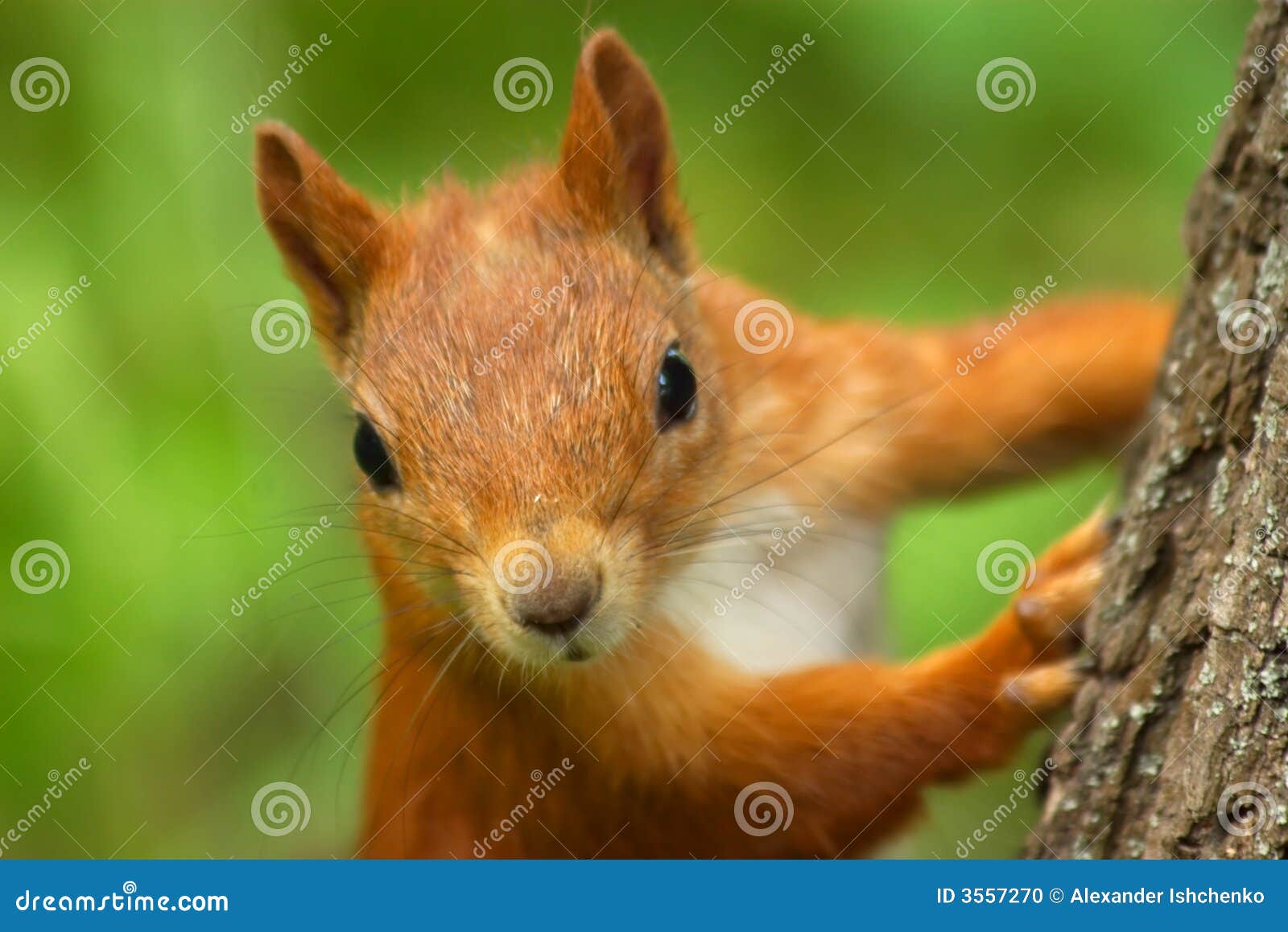 Squirell stock photo. Image of hello, curiosity, feeding - 3557270