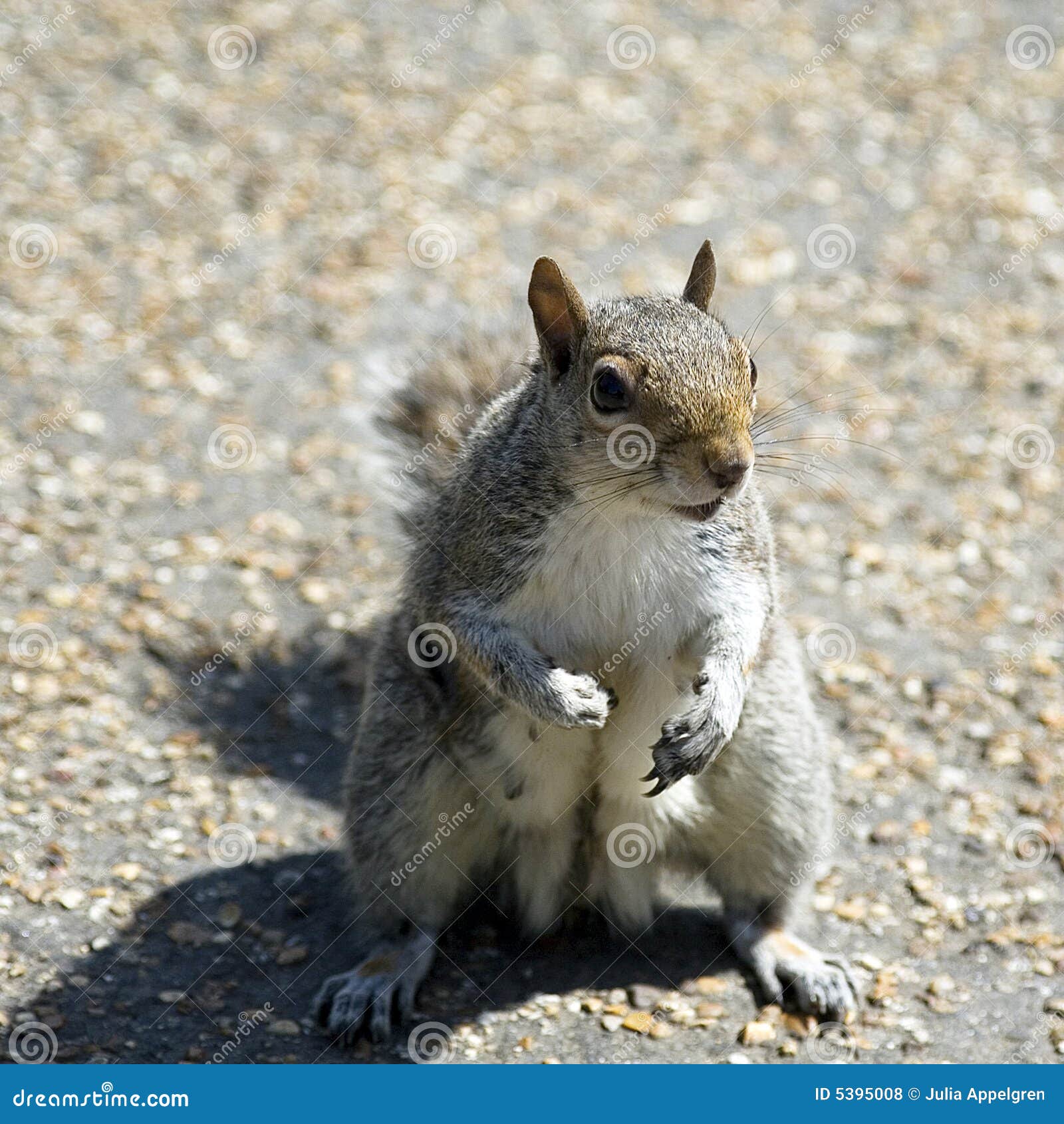 Squirell stock photo. Image of rodent, cute, squirrel - 5395008