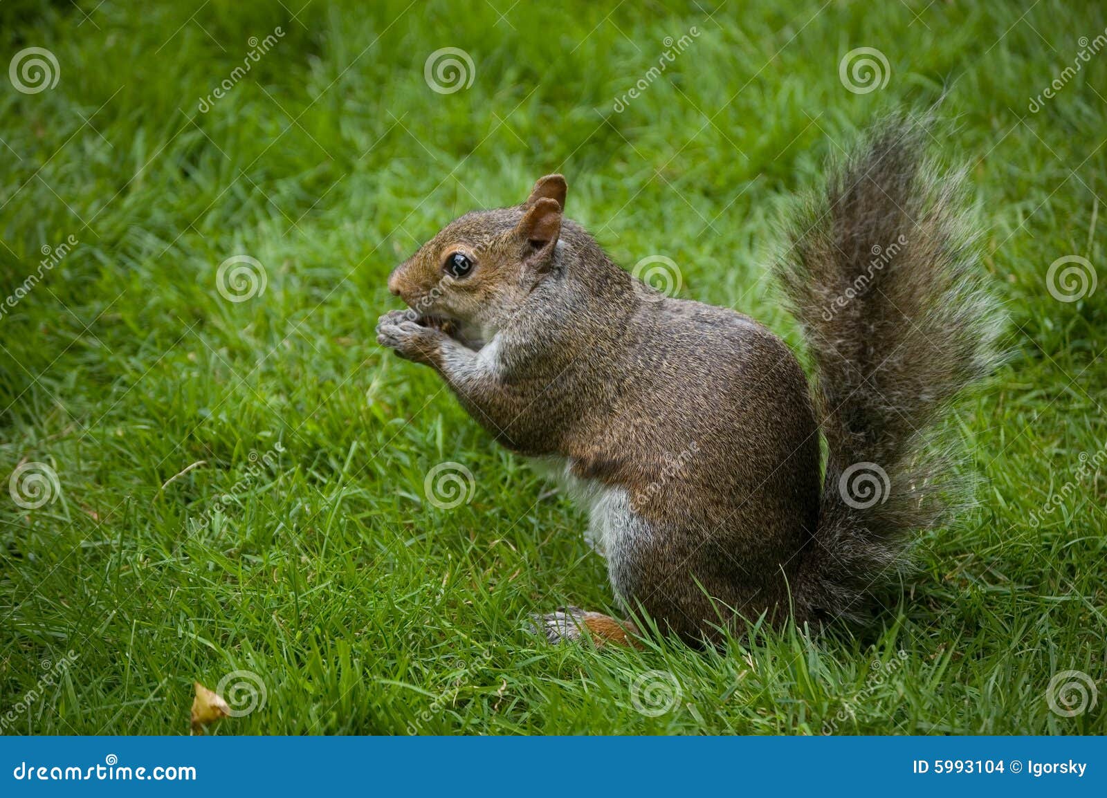 Squirell stock photo. Image of outdoor, wild, nature, green - 5993104
