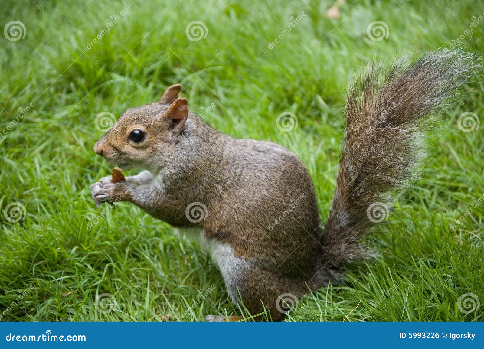 Squirell stock photo. Image of animal, nature, rodent - 5993226